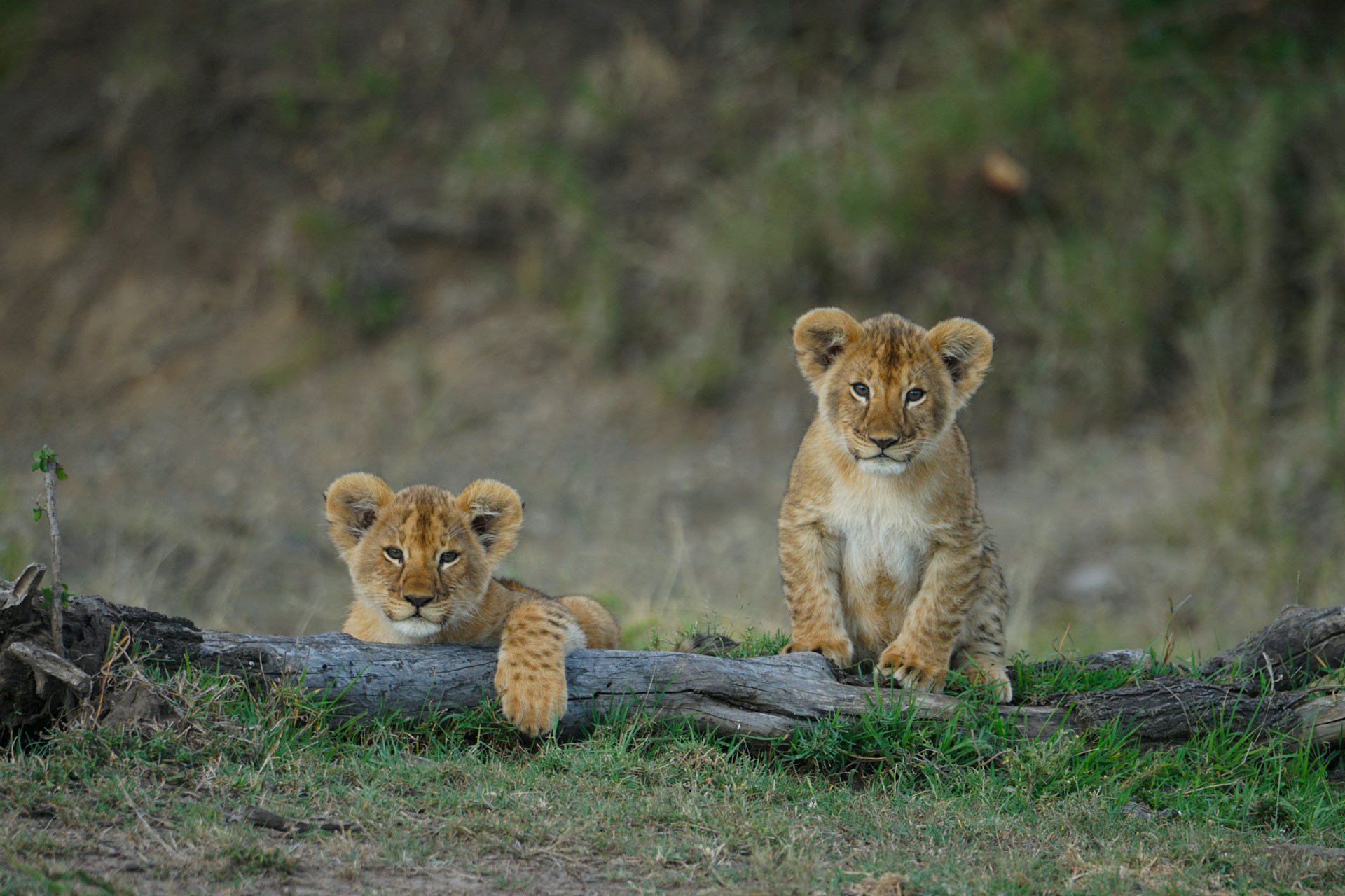 6-Day Rwanda Gorillas & Masai Mara Safari Tour