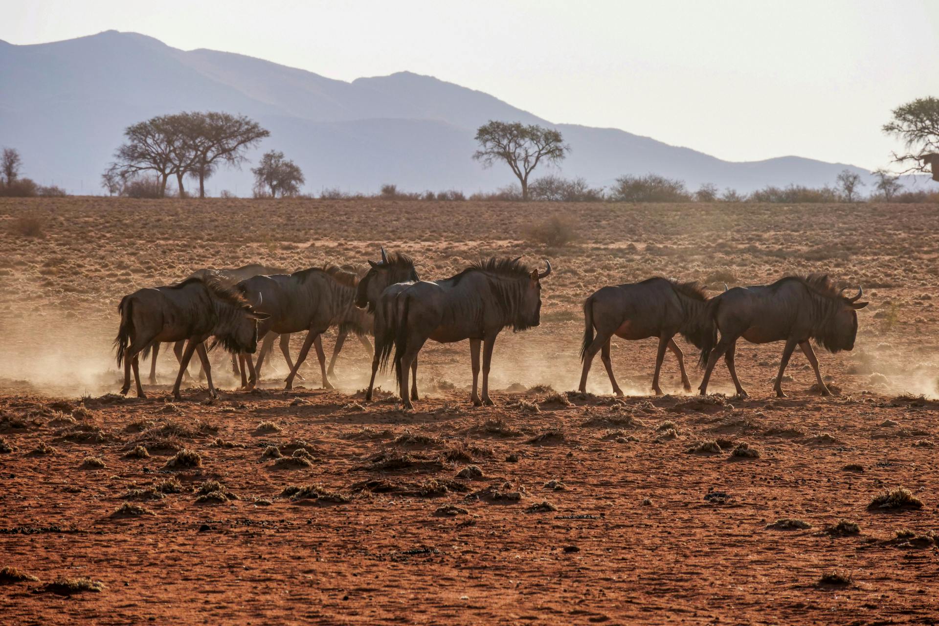6-Day Rwanda Gorillas & Masai Mara Safari Tour