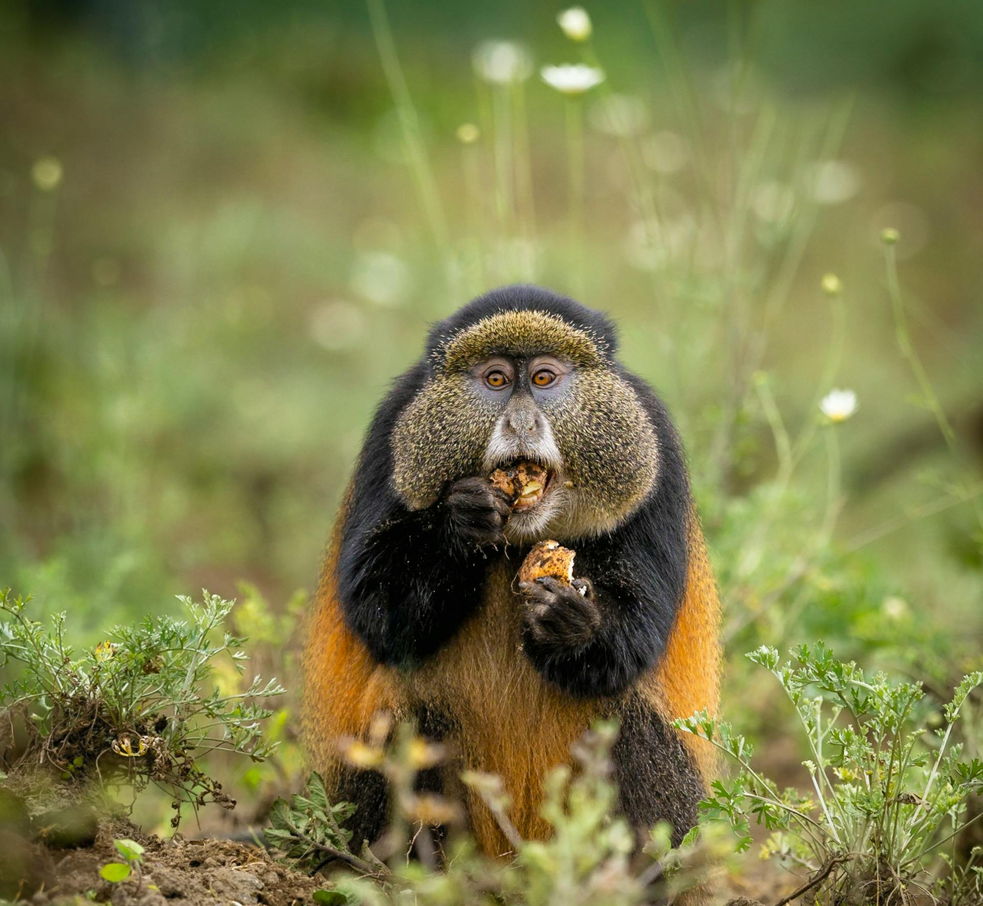 Combine Gorilla & Golden Monkey Trekking in Uganda