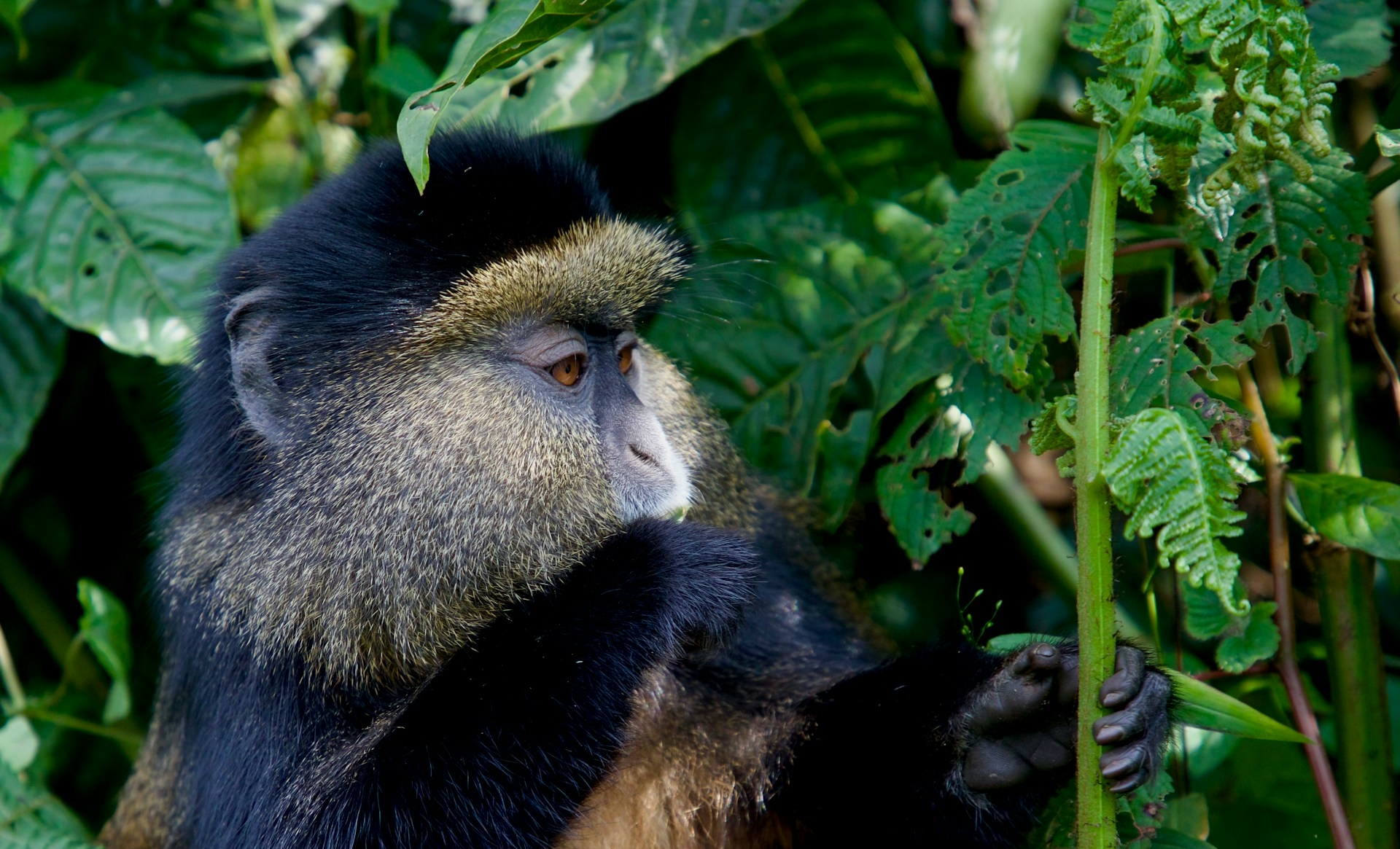 Combine Gorilla & Golden Monkey Trekking in Uganda